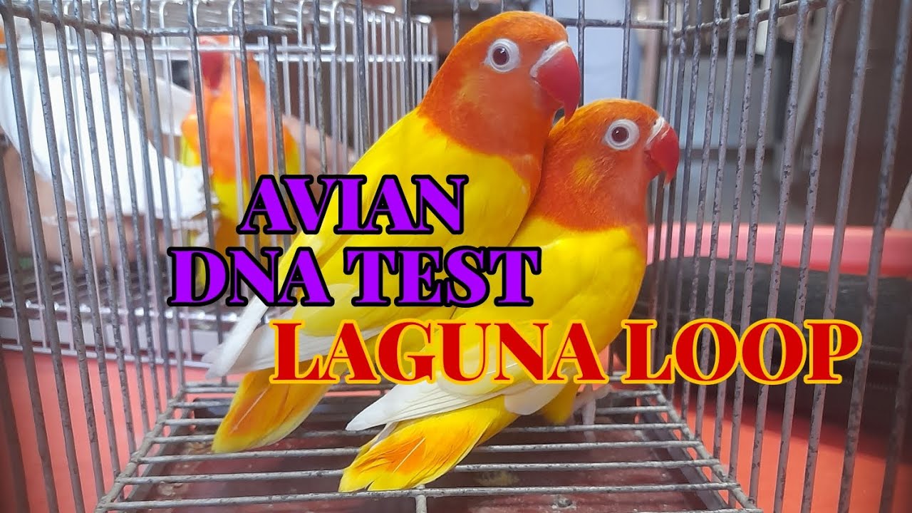 Birds dna test LAGUNA LOOP 2024 - YouTube