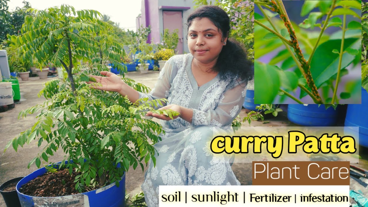 Curry leaf plant care in container | insect control | soil fertilizer ...