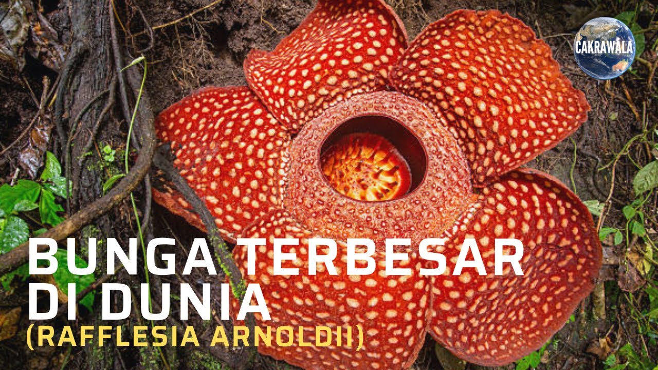 Bunga Terbesar di Dunia [Rafflesia Arnoldii] - YouTube