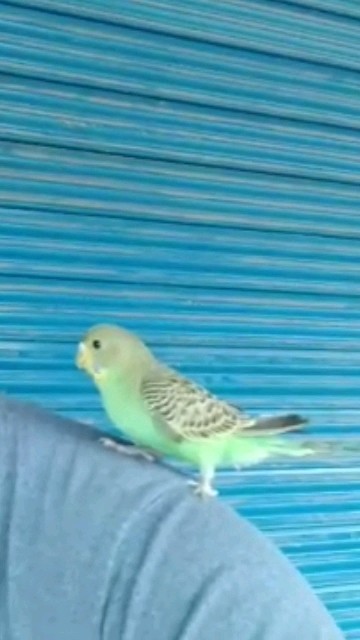 My Cute Bird playing time #birds #parrot #bazrica #hindi_song #alon_boy ...
