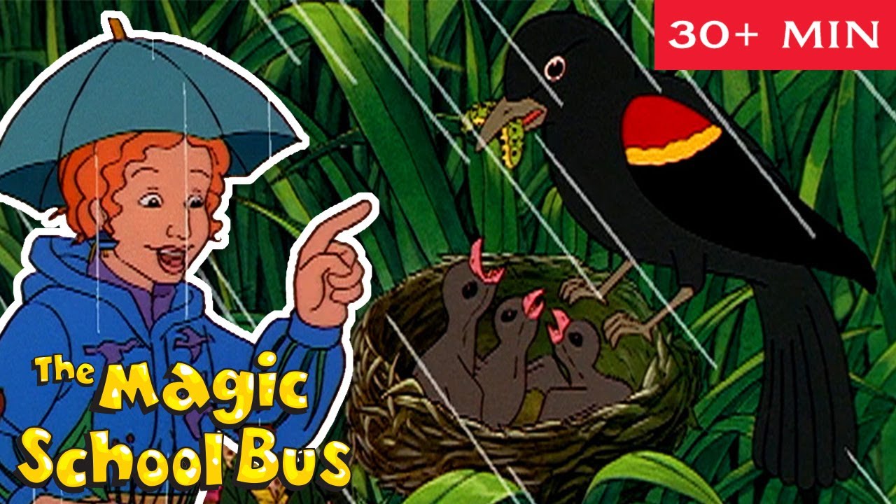 Animal Habitats | Swamp, Ocean, Desert and more | Science for Kids ...