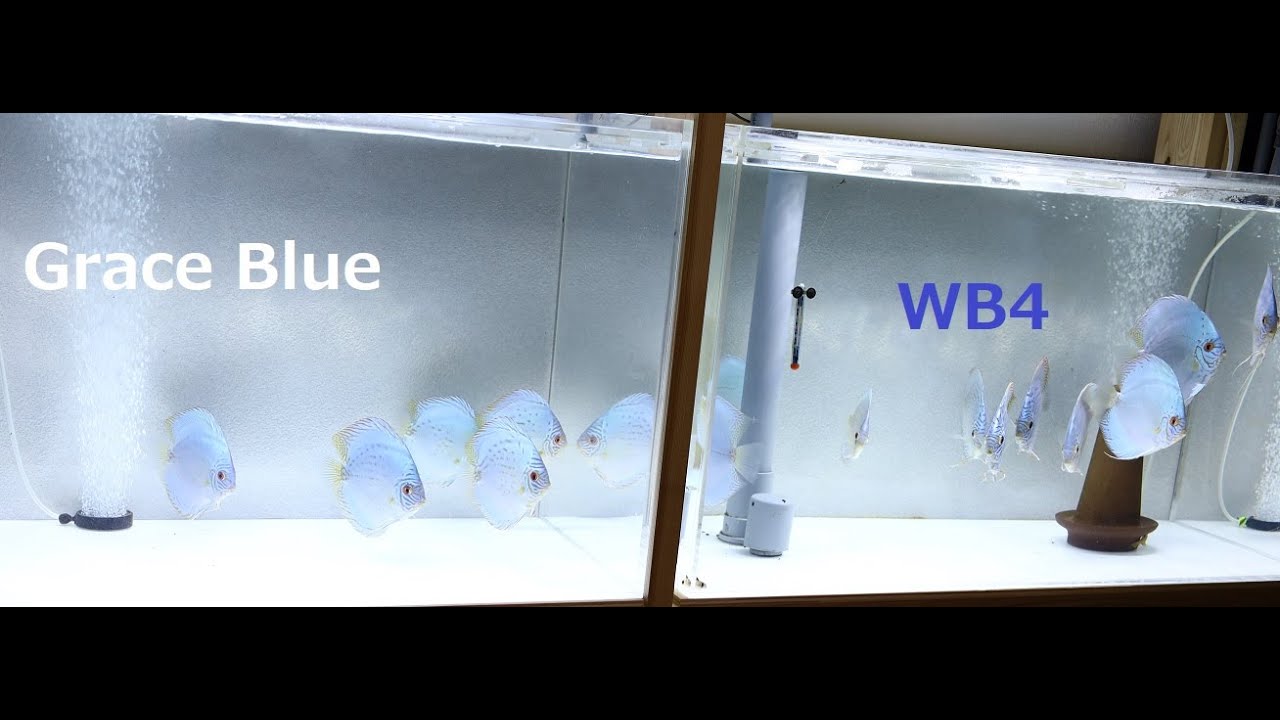 Grace blue & WB4 - YouTube