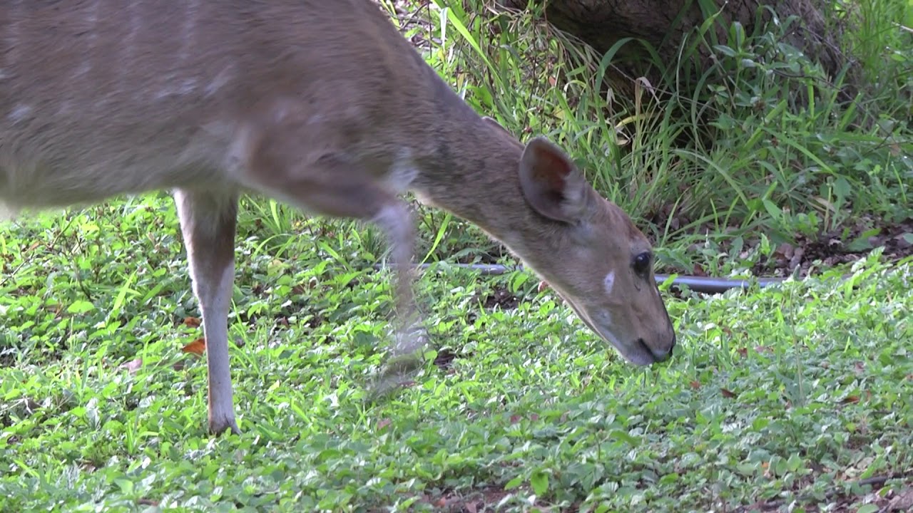 Bushbuck ewe browsing - closeup of head - YouTube