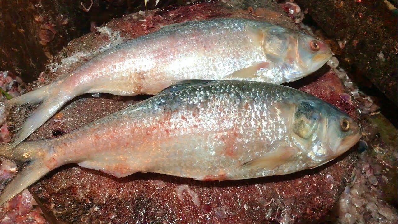 Mastering Ilish: The Art of Cutting Bangladeshi Fish Cutting Skills ...