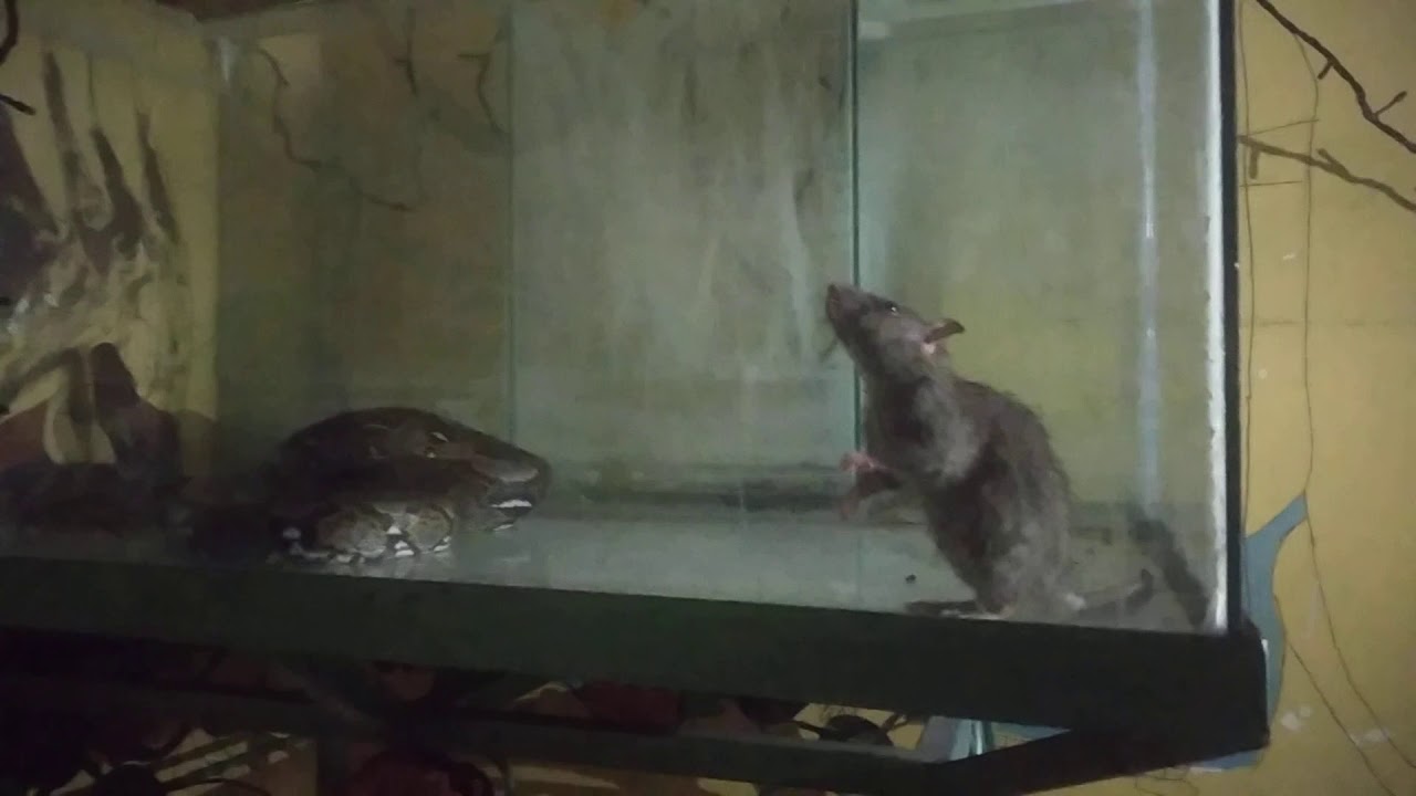 Detik detik tikus dimakan ular / Video detik awal agak ngeLag sedikit - YouTube