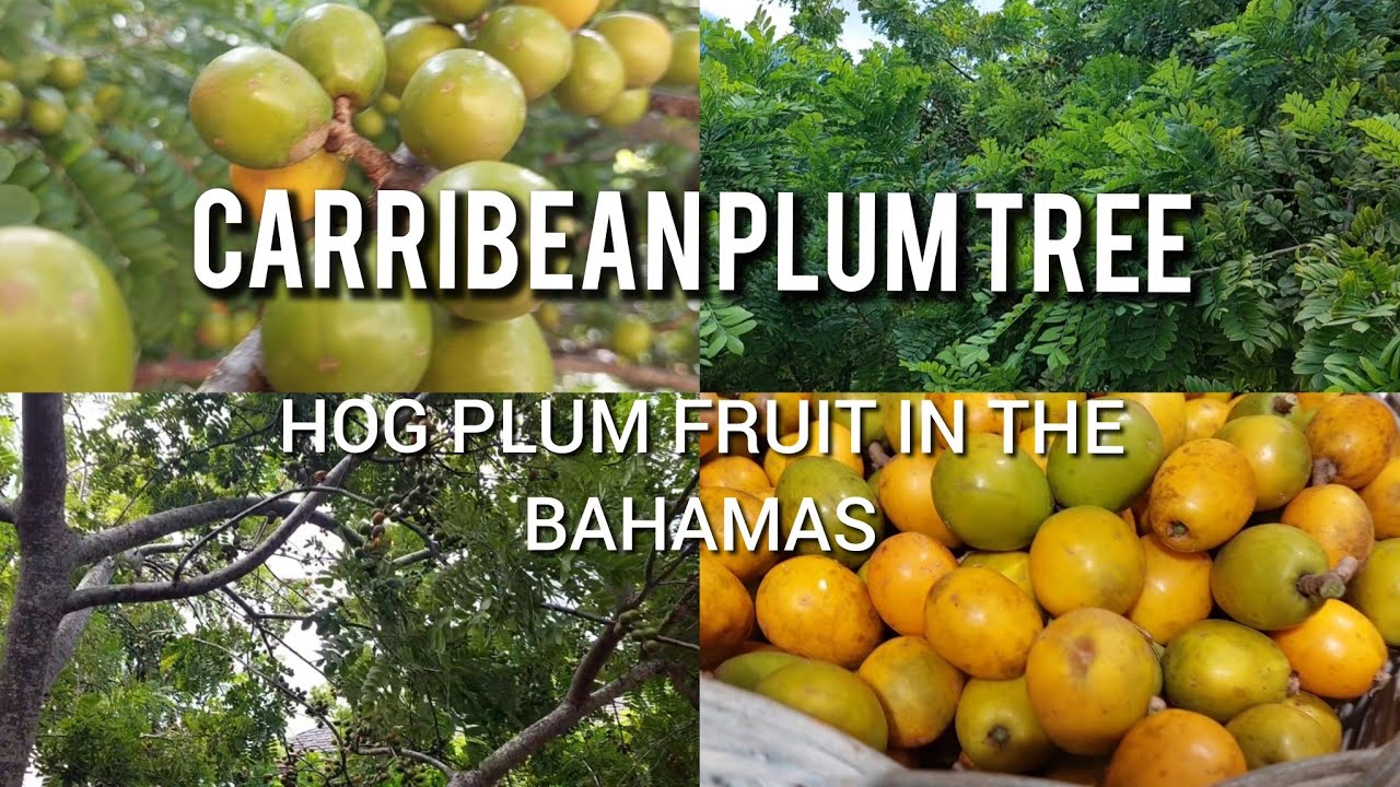 CARRIBEAN PLUM TREE:HOG PLUM FRUIT IN THE BAHAMAS #hogplum # ...