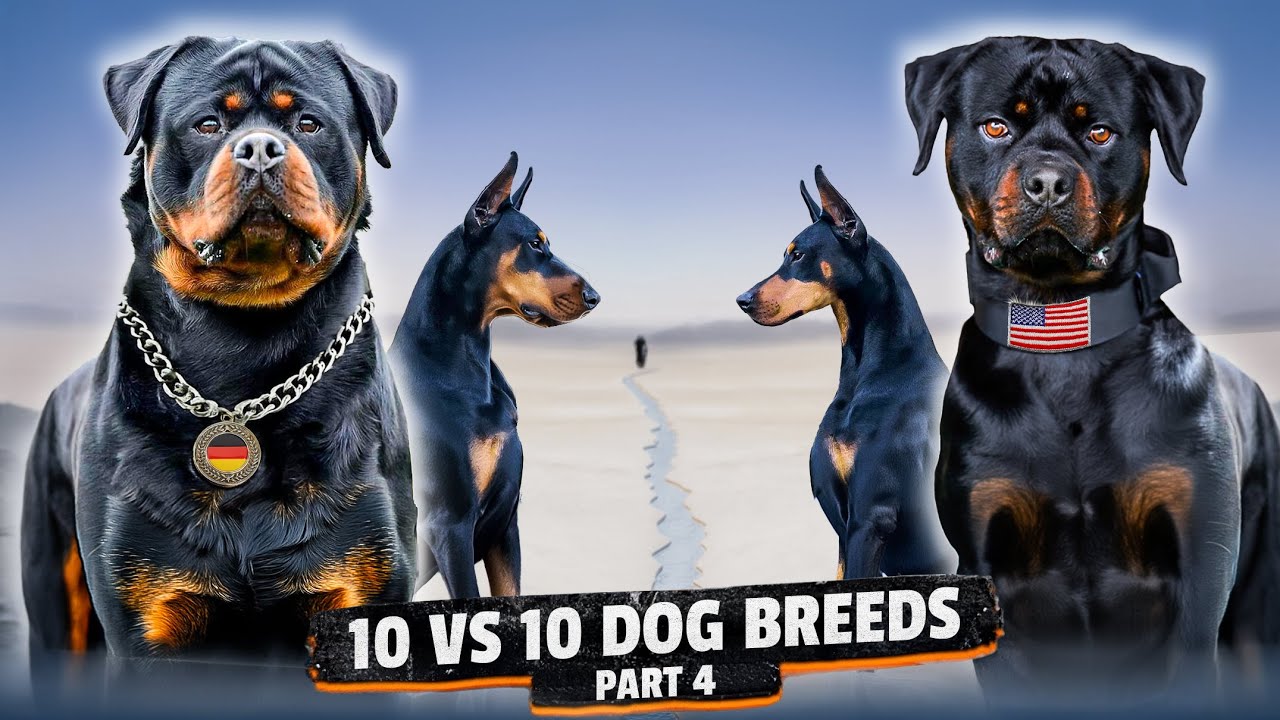 German VS American Rottweiler - YouTube