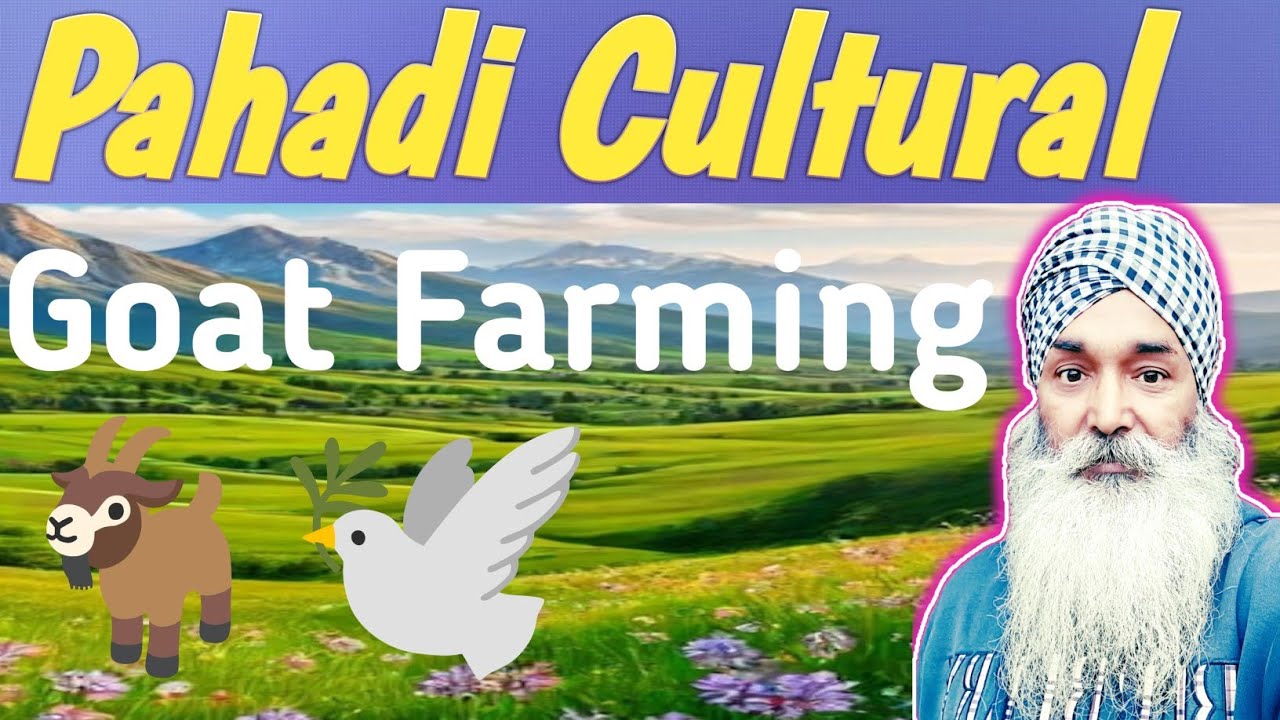 Pahadi Culture Goat Farming | पहाड़ी बकरी पालन | Hard Work inMountains ...
