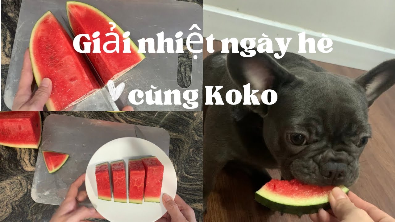 Esp #13: Eating water melon with Koko| Bull Pháp ăn giải nhiệt #asmrdog ...