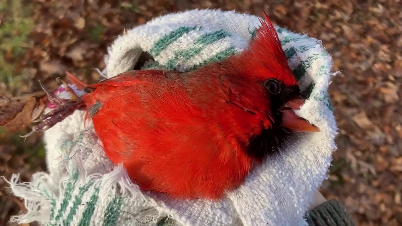 The Stubborn Male Cardinal --11-23-2020 - YouTube