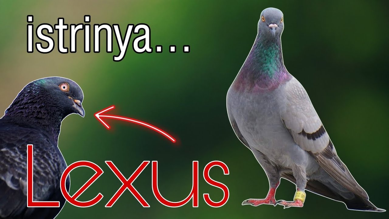 Spill Betina MERPATI TINGGIAN Jodoh LEXUS #merpati #pigeon - YouTube