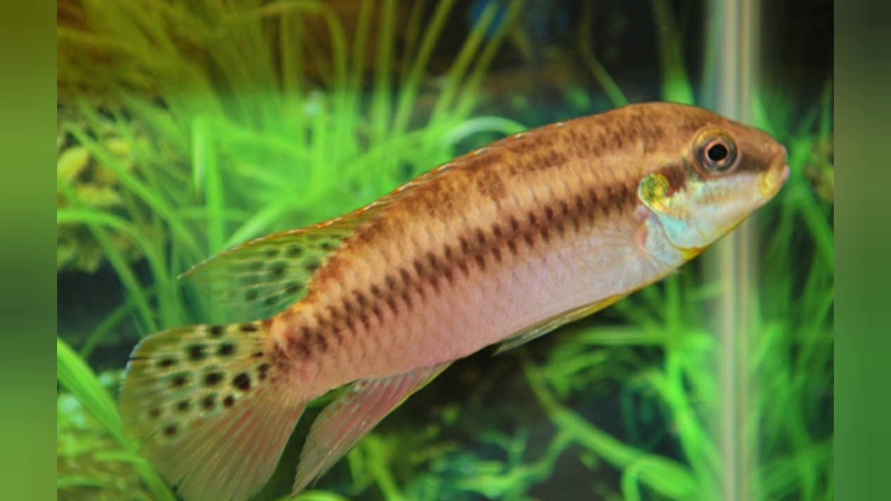 ENIGMATOCHROMIS LUCANUSI, Pelvicachromis Sp. Blue Fin SPECIES PROFILE ...