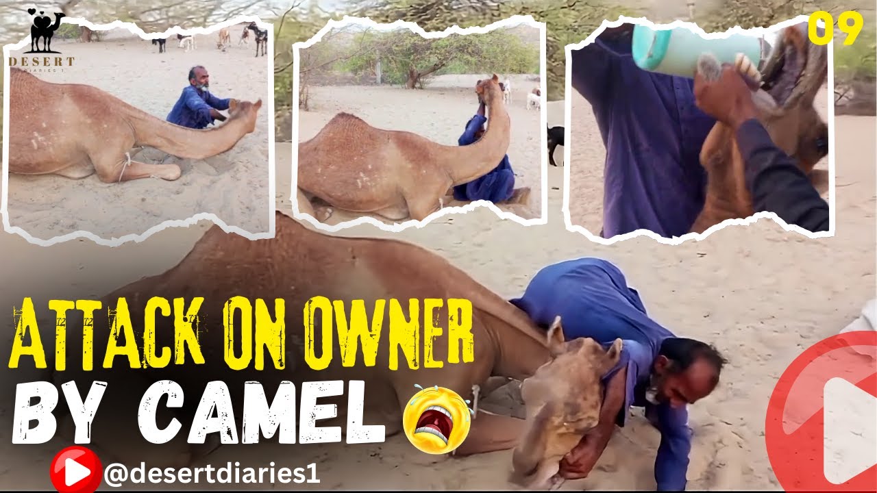 Camel Attack on Owner | Camel Attacking | @desertdiaries #camel - YouTube
