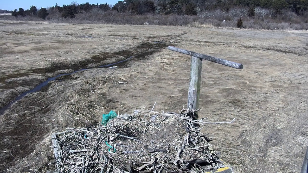 Cape Cod Museum of Natural History Live Stream - YouTube