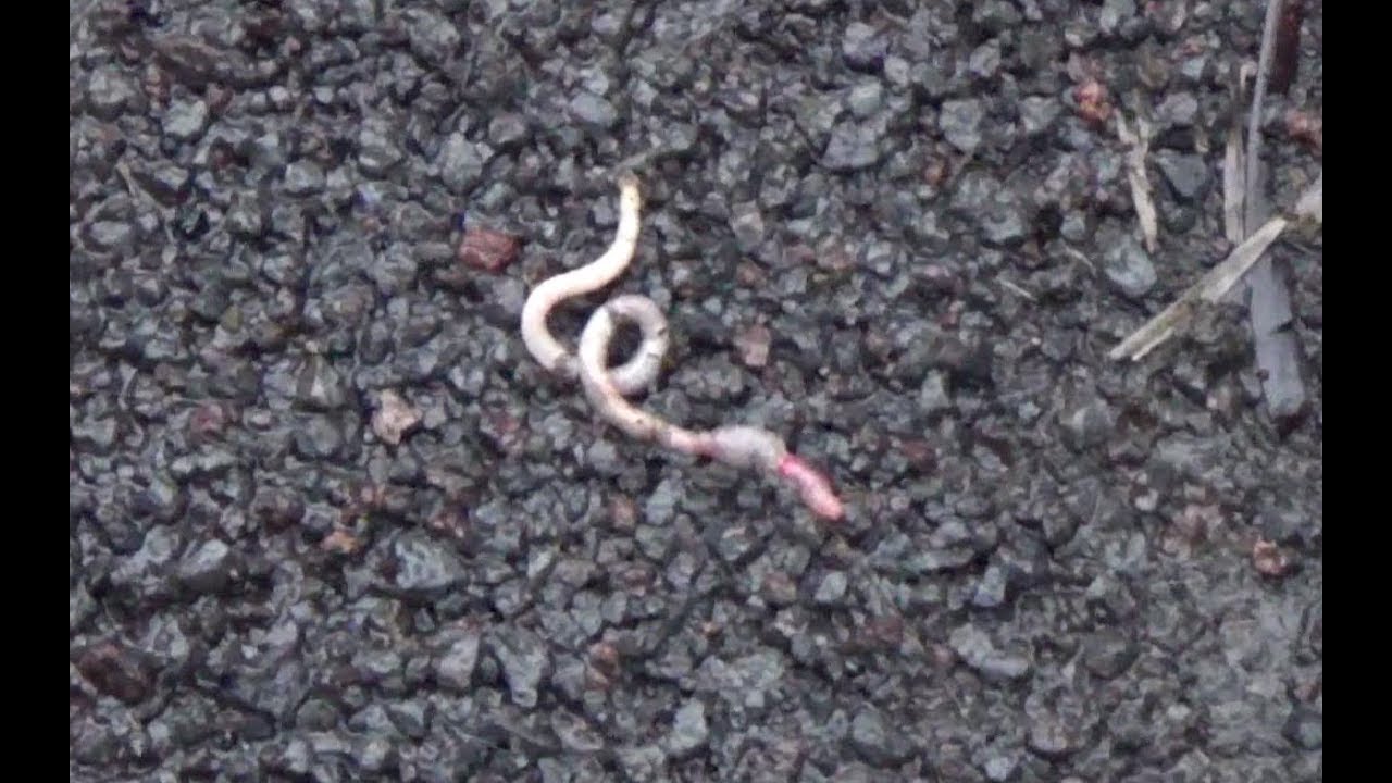 Kilauea Volcano Eruption Acid Rain and Dead Worms Leilani Estates ...