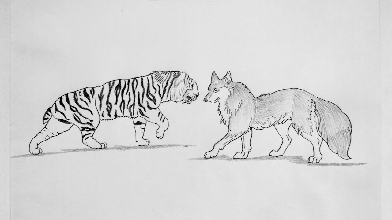 How To Draw Tiger Vs Fox Fight Scene | Easy Fight Scene ...