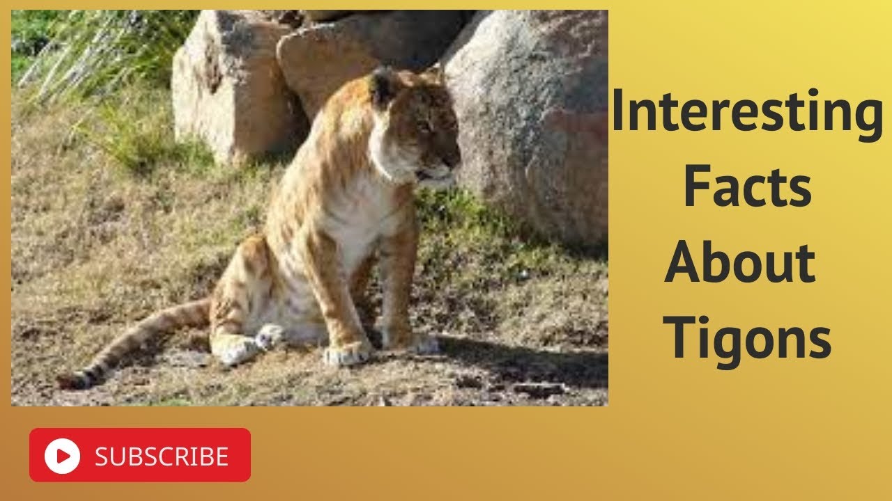 Interesting Facts About Tigons - YouTube