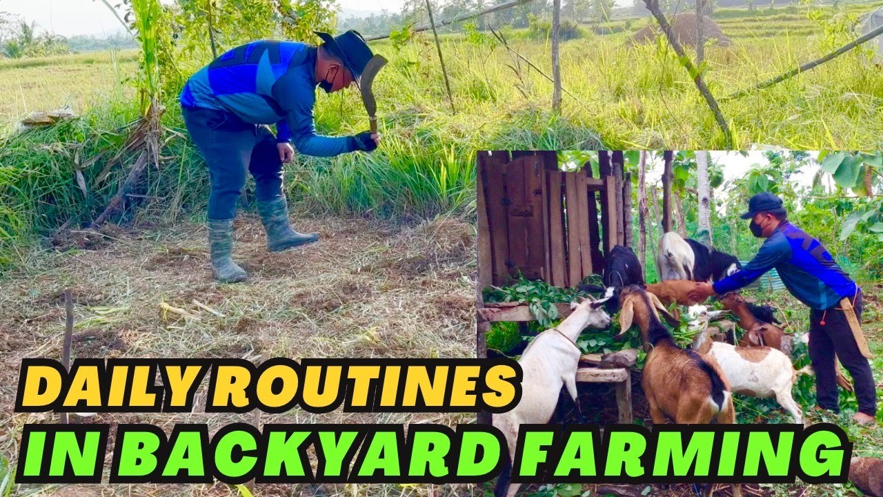 DAILY ROUTINES IN BACKYARD GOAT FARMING! - YouTube