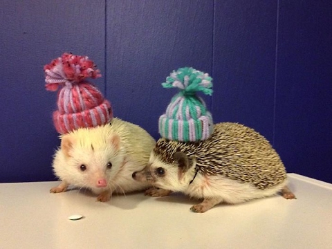 A Cute Hedgehog in a Hat? | Hedgehogs Wearing Hats - YouTube