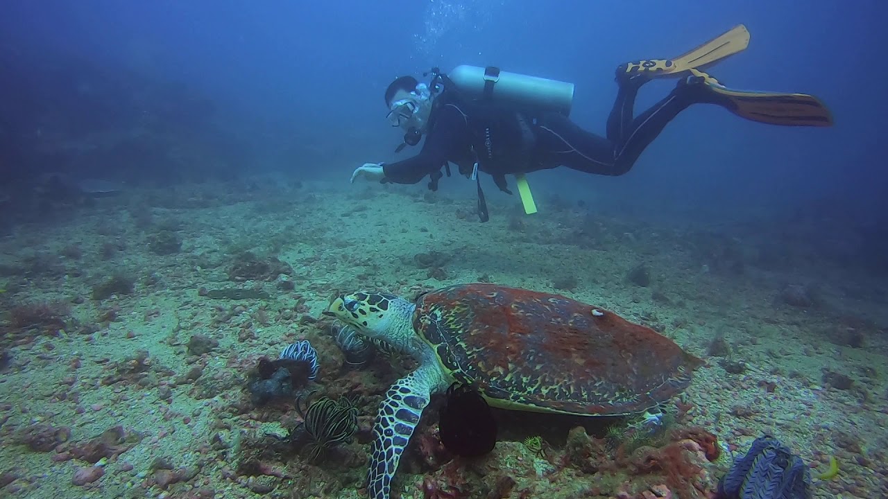 Turtle - YouTube