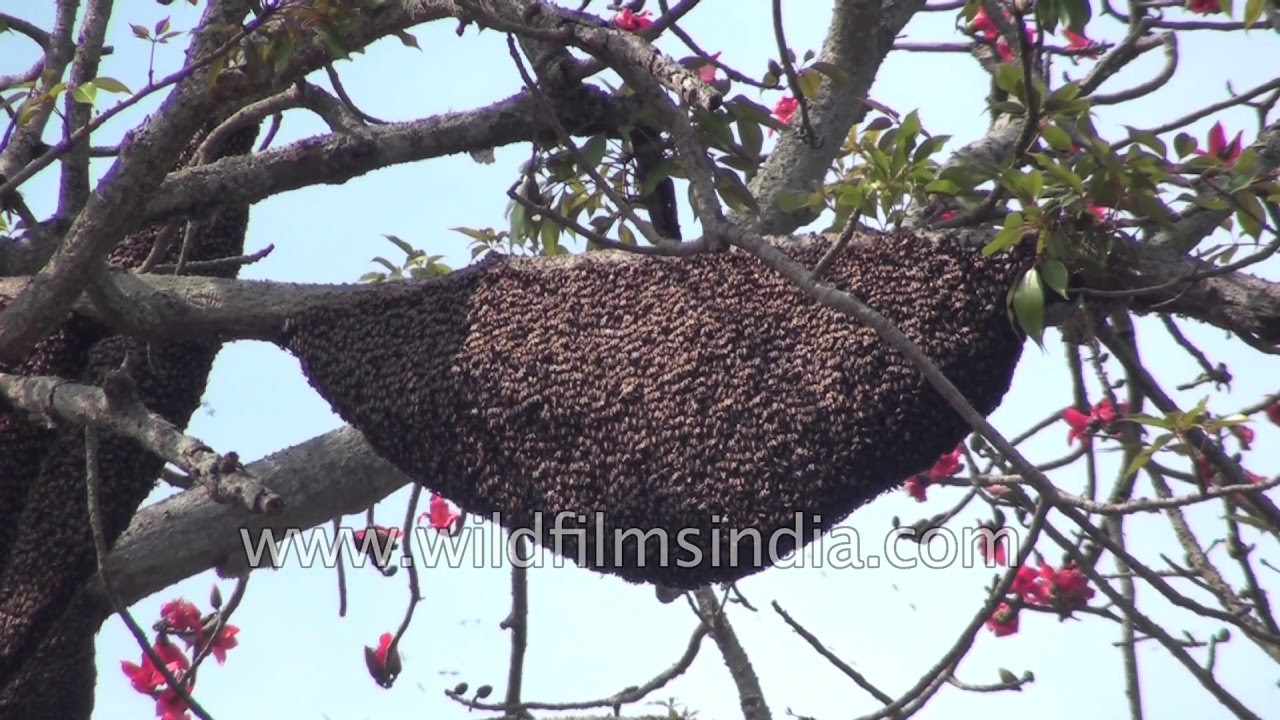 Beehives of South India: tribals collect honey from such masses of ...