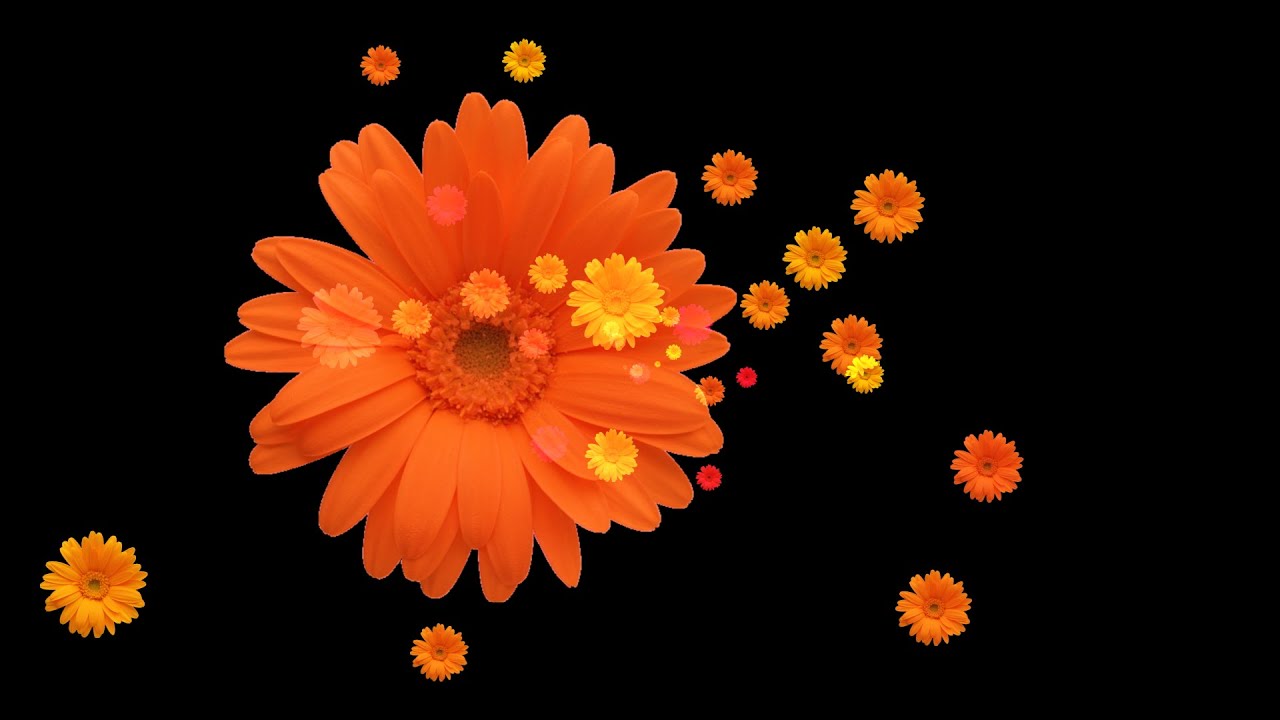 Flower Particles ( HD- 1920x1080 ) - YouTube