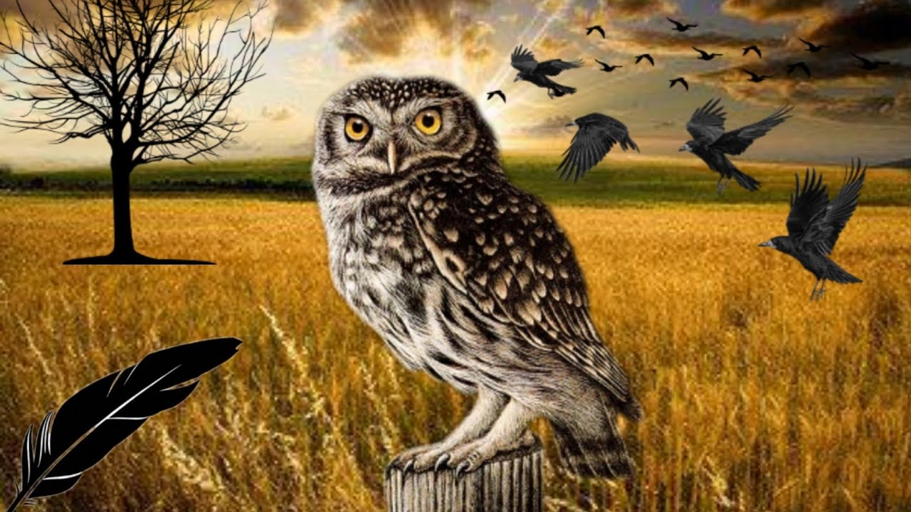 Animal 🌿 OWL 🦉🦉 - YouTube