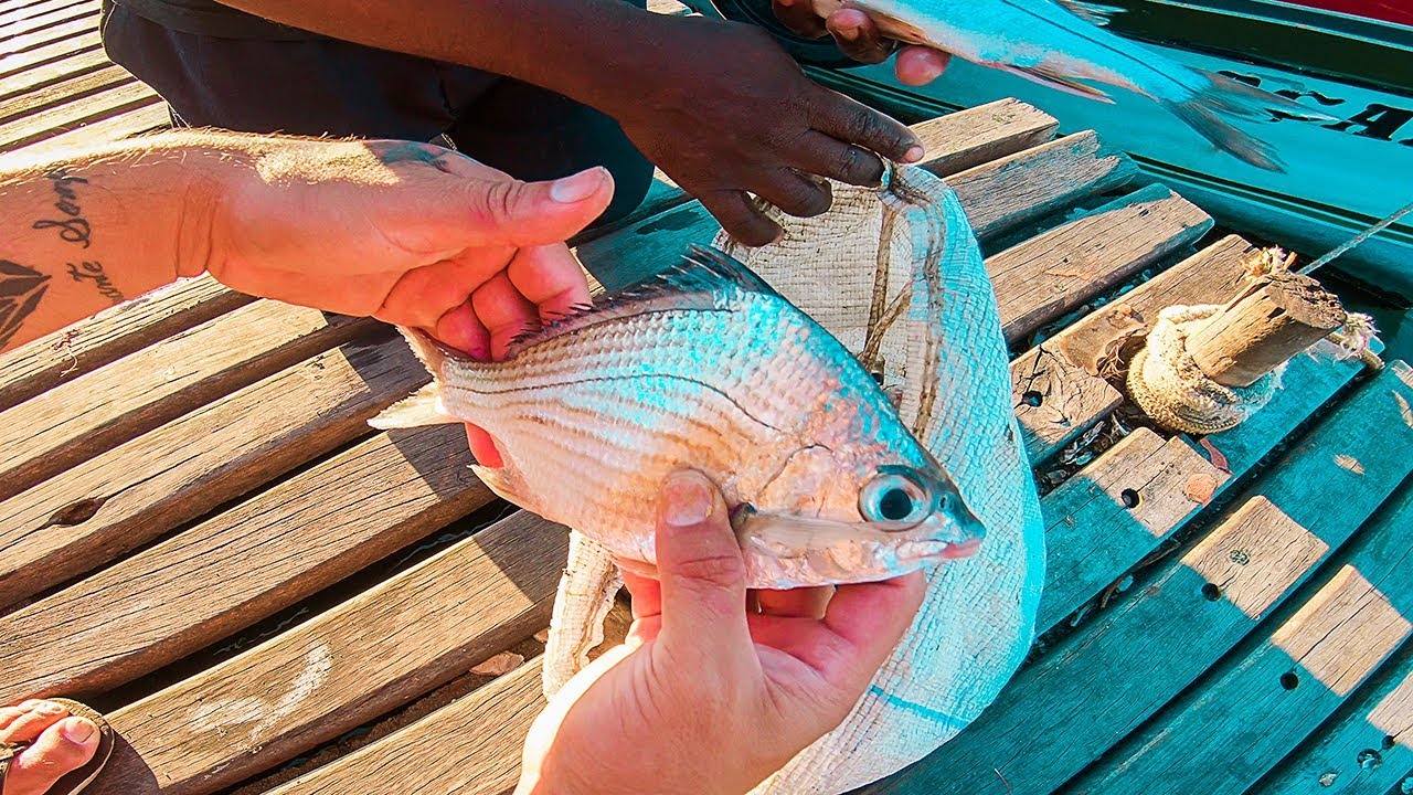 PESCANDO LAMBARI DO MAR - ASSANDO LAGOSTA - YouTube
