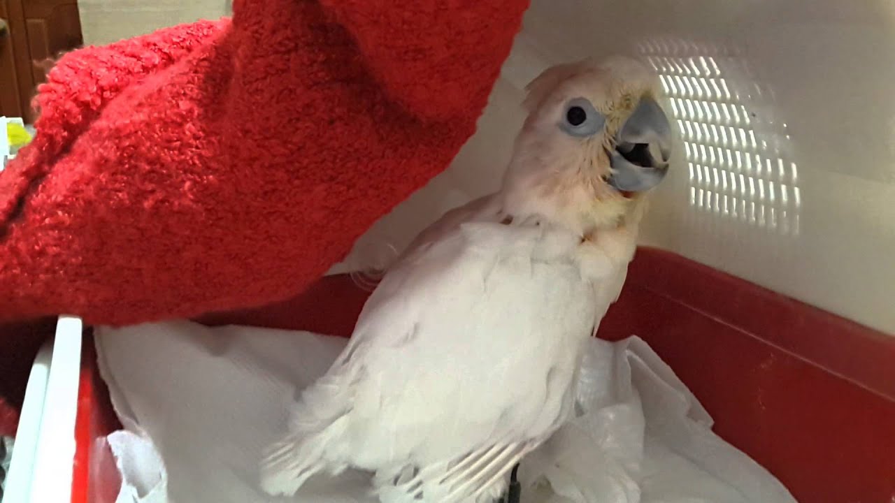 Baby Ducorp's Cockatoo 'LeLe' crying (3) - YouTube