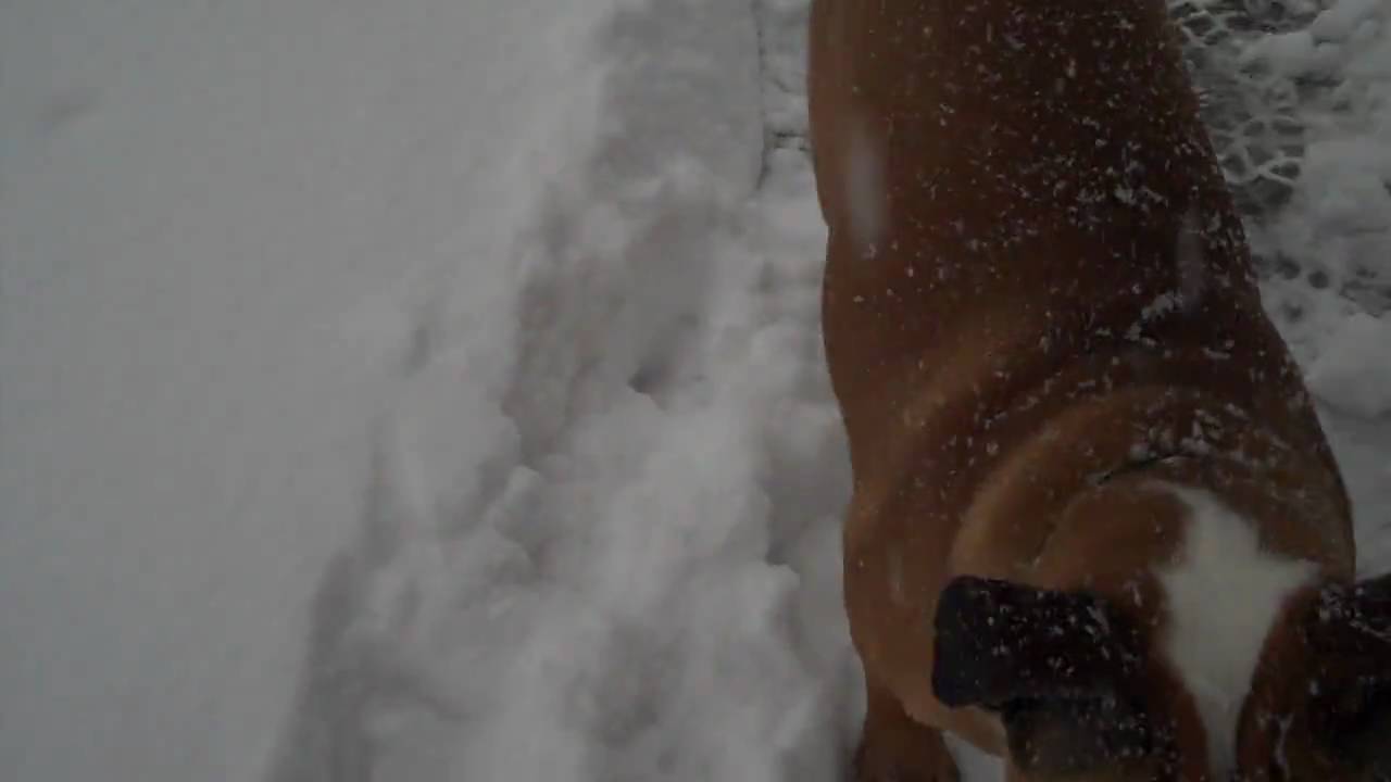 Studley's First Snow {Contains Pooping!!) - YouTube