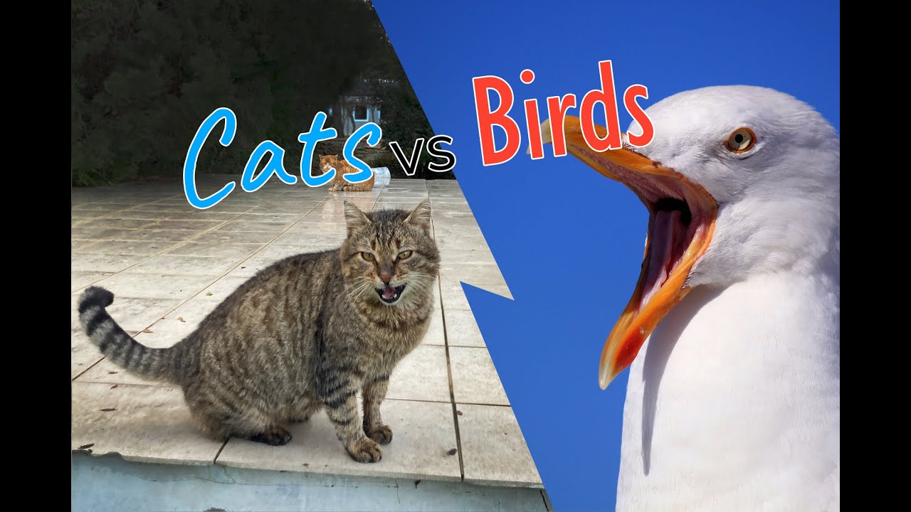 Cats vs Birds. - YouTube