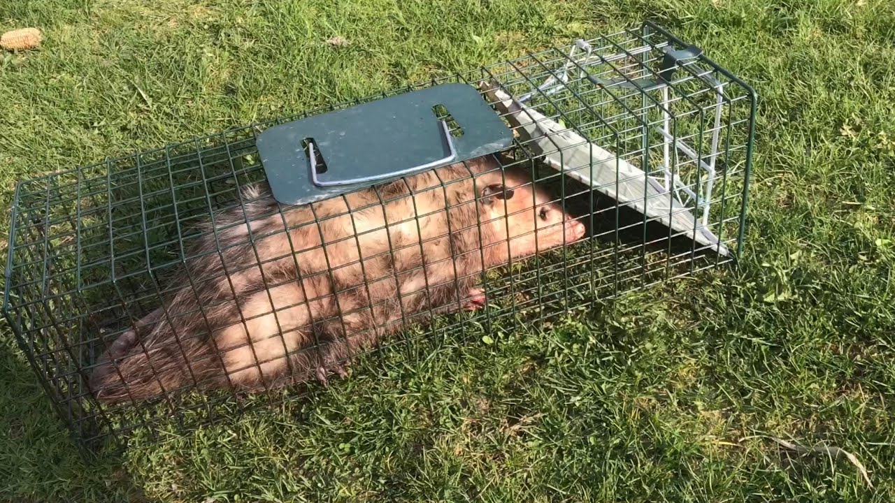 can you CATCH a possum in a “small catch and release animal trap ...