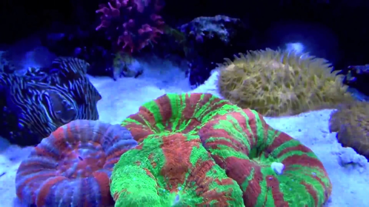 Innovative Marine 120g - REEF TANK TOUR - YouTube