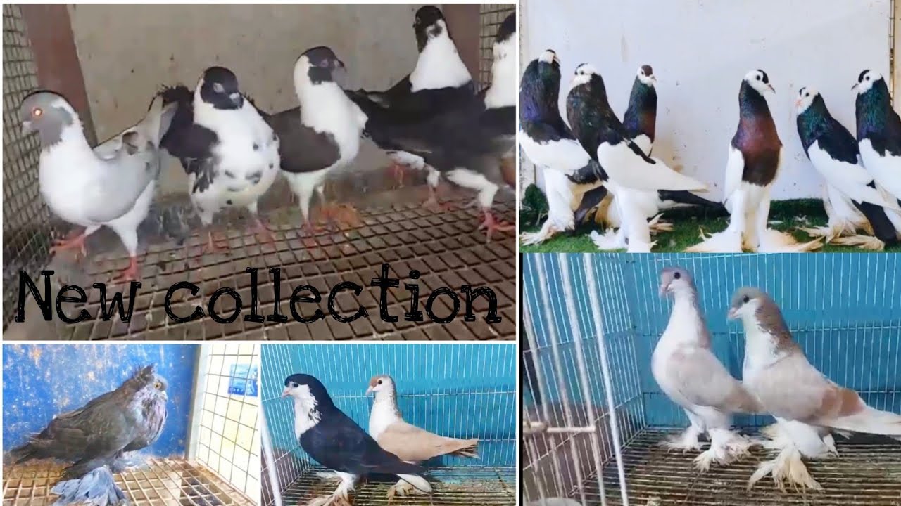 magpie pouter, Lahore Siraji pigeon, Hungerian, English trumpet, Modena ...