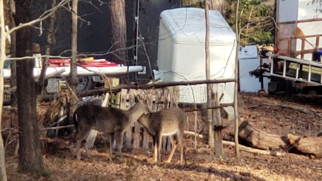 Deer Grooming One Another - YouTube