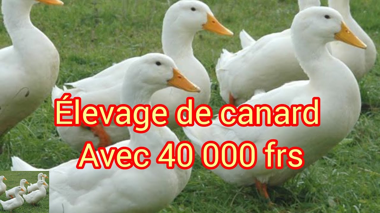 Comment débuter l'élevage de canard avec 40.000 fcfa et devenir riche ...