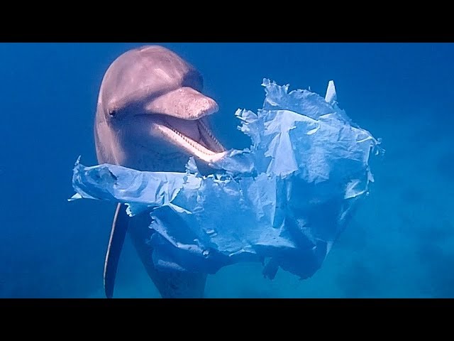 Blue Planet Plastic Pollution Awareness 2018