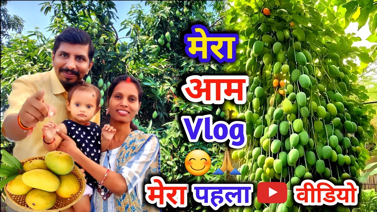Which is No 1 mango in the world? | Which mango is sweetest in India ...