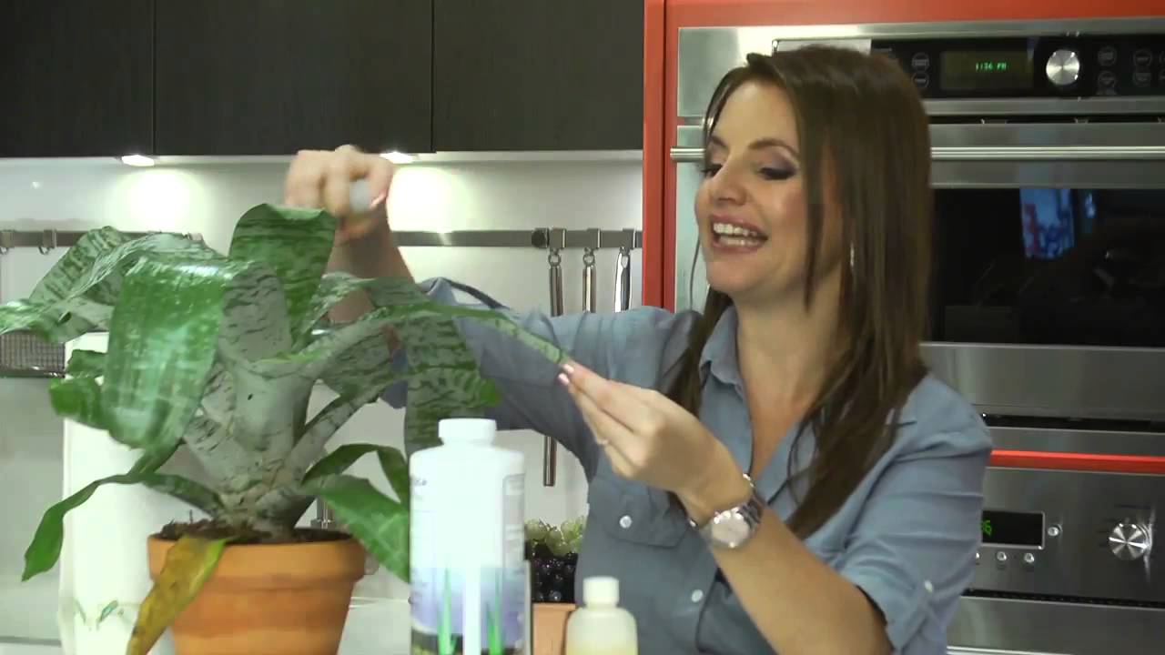 Como Limpiar Tus Plantas Naturalmente - YouTube