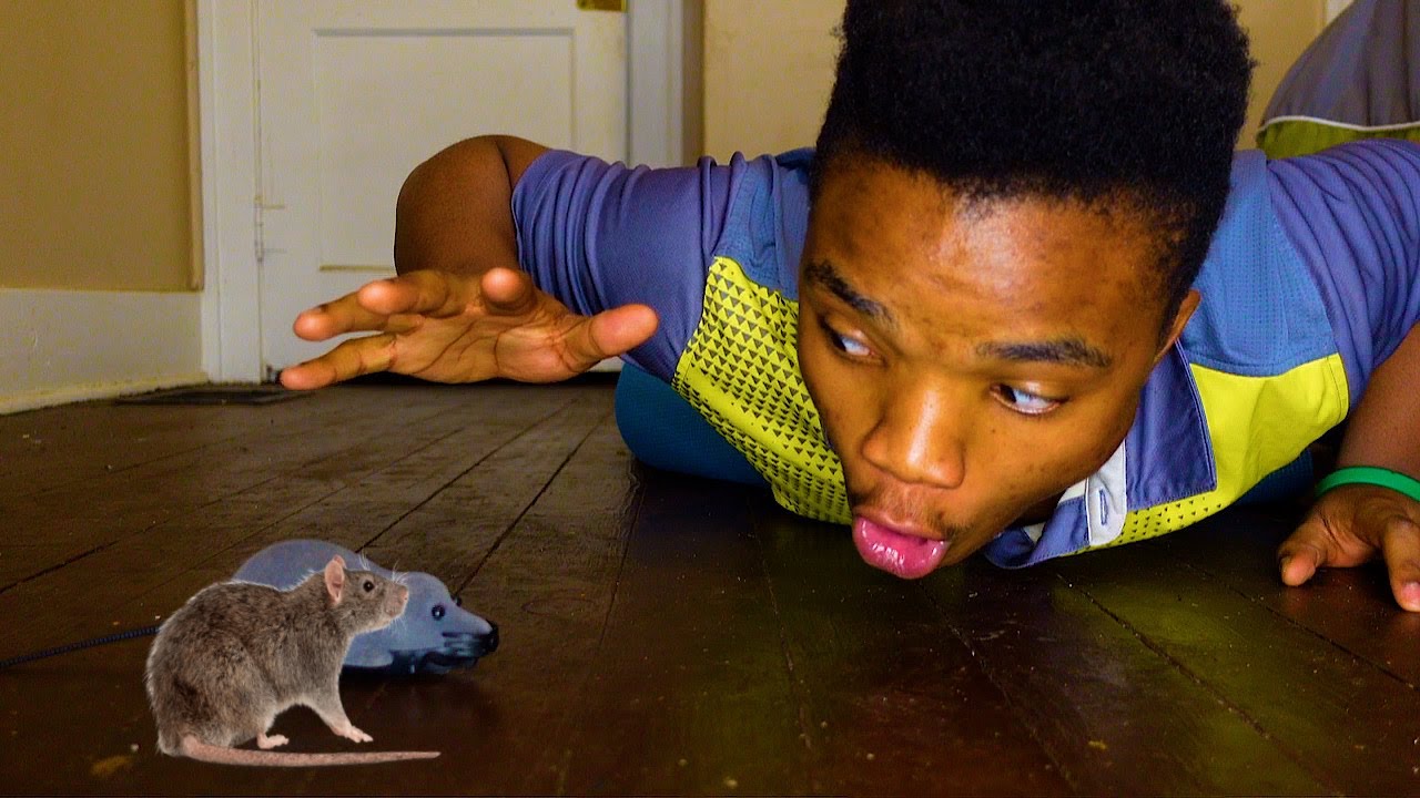 RAT 🐀 SCARE PRANK - YouTube