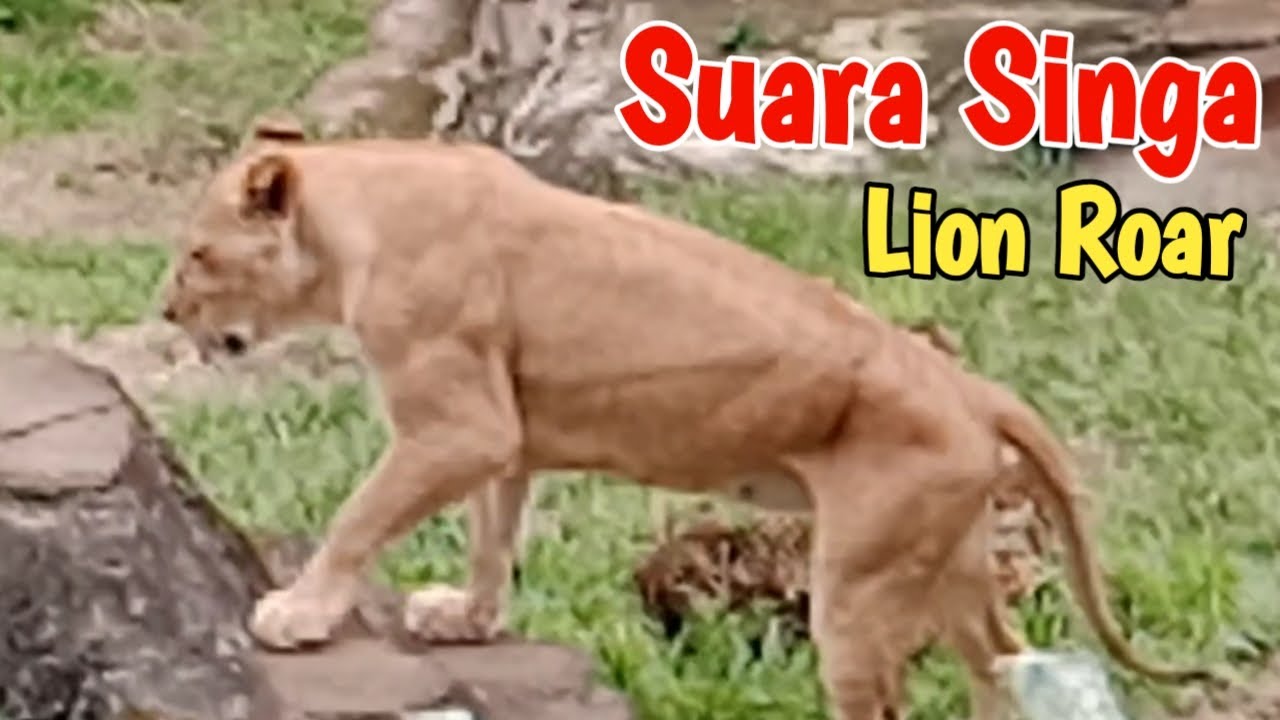 Suara Singa | Lion Roar - YouTube