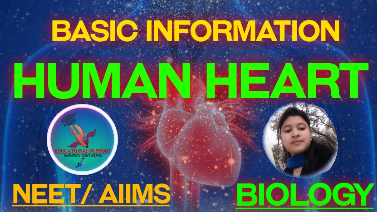 HUMAN HEART || THE BASIC INFORMATION ABOUT HUMAN HEART - YouTube