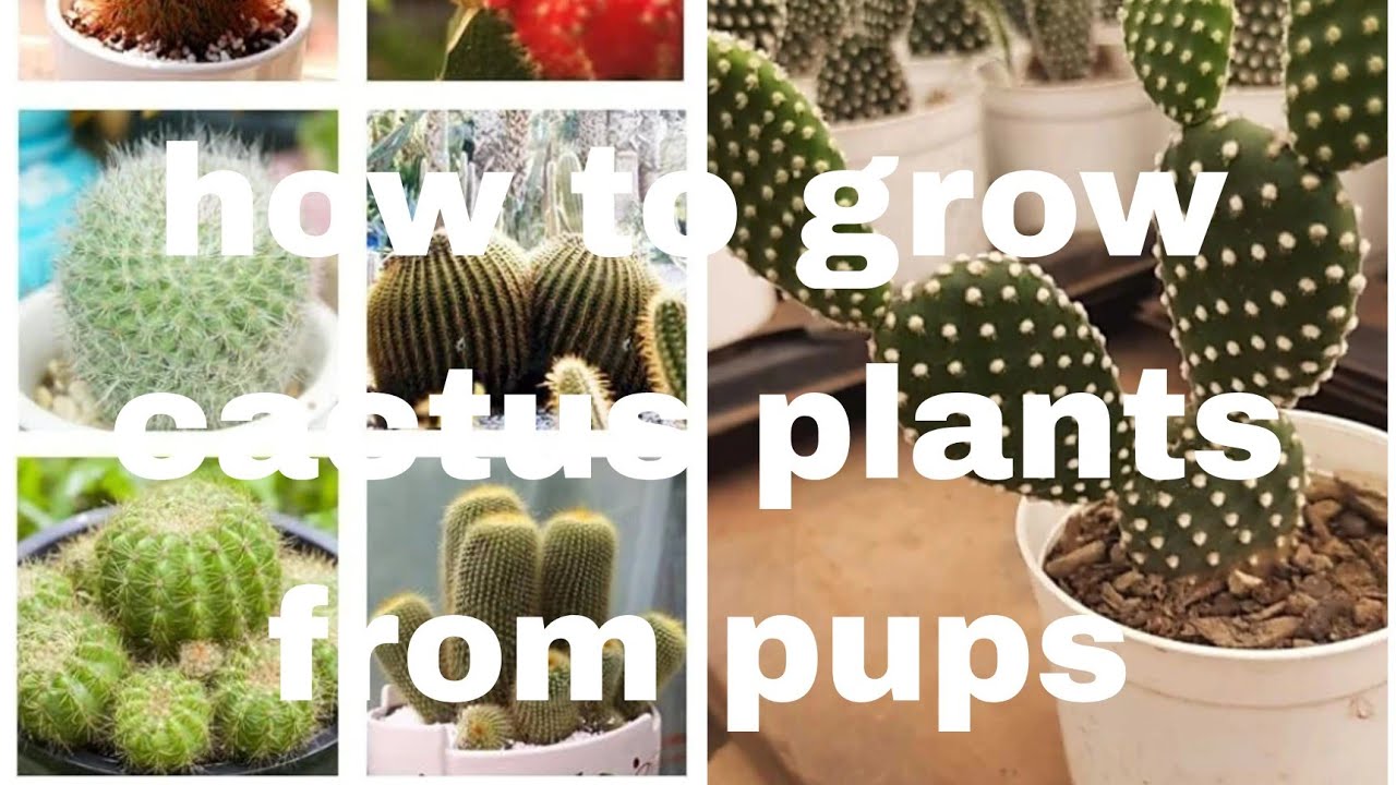 how to propogate cactus plant from pups।। all about cactus। soil ...