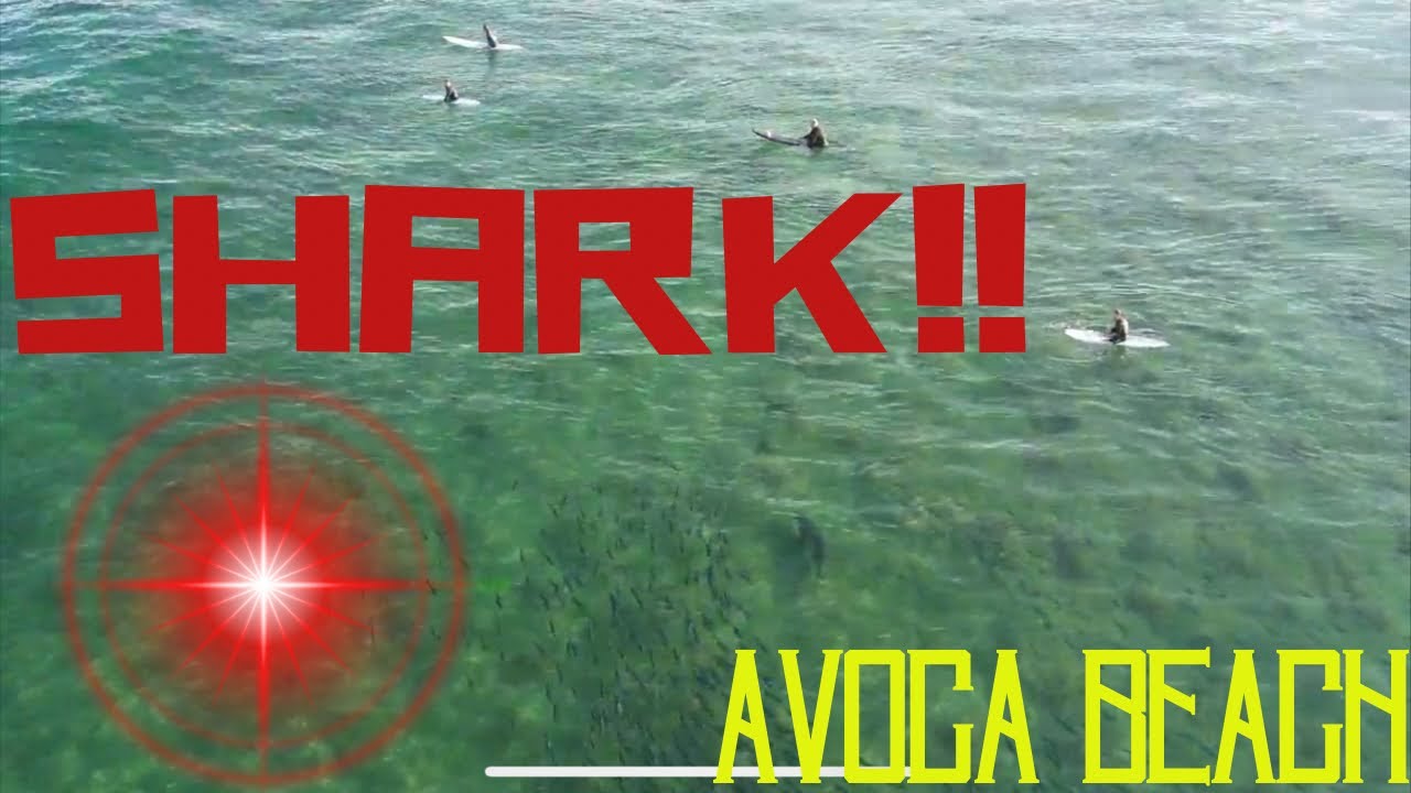 AVOCA BEACH- BIG SHARK!! -SURF -WAVES -CENTRAL COAST NSW - AUSTRALIA ...