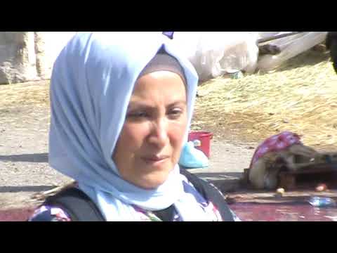 Kurban Kesimi 2023 KKB 24 Koyun kesilirken.