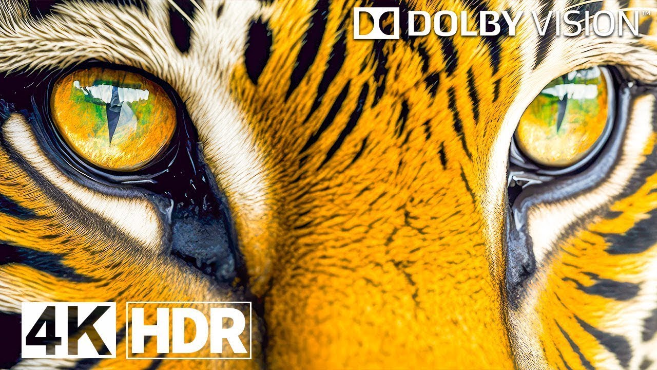 The Most Perfect Vision in 4K HDR 120fps - Dolby Vision - YouTube