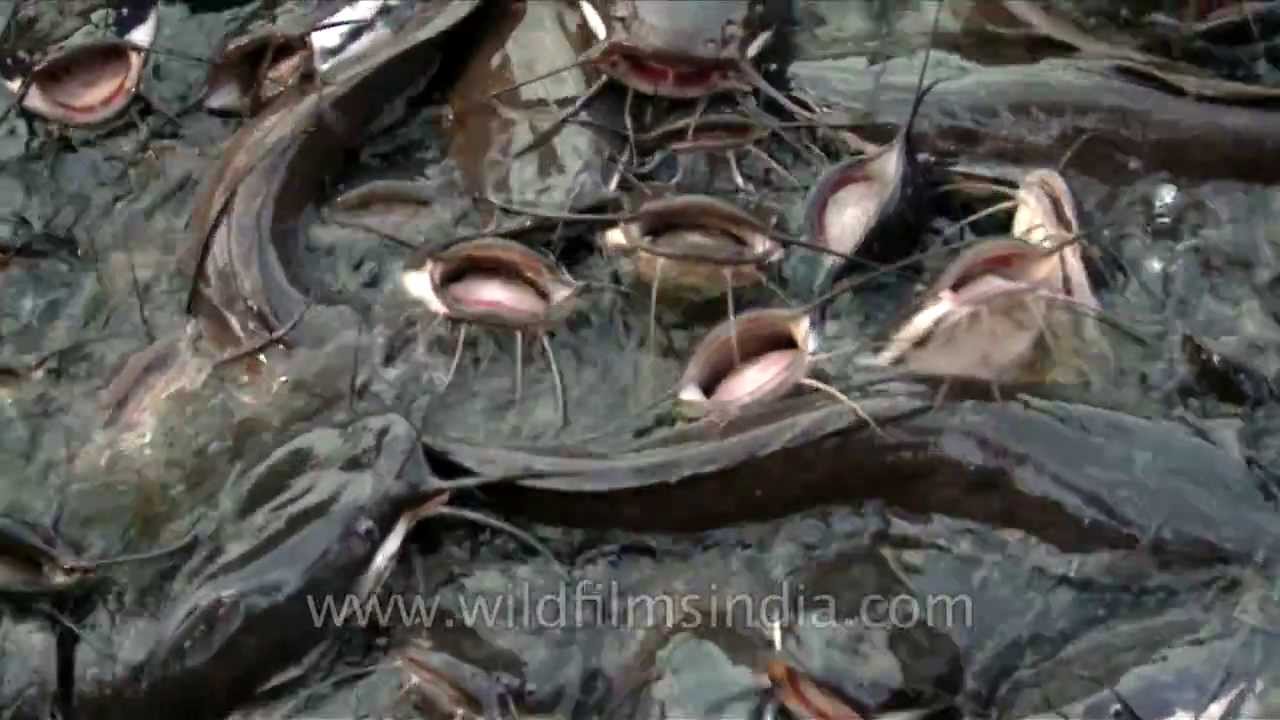 Splashing writhing mass of giant catfish in Ajmer! - YouTube