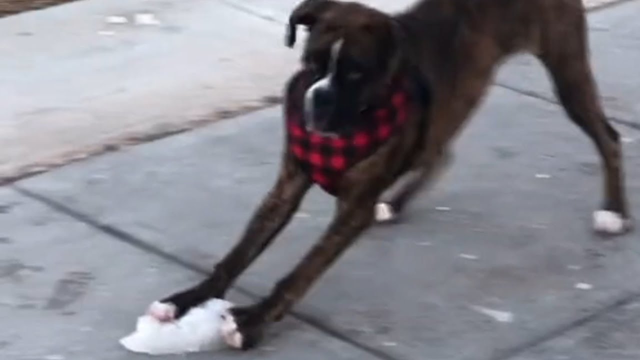 Boxer Practicing Her Ice Skating Skills - YouTube