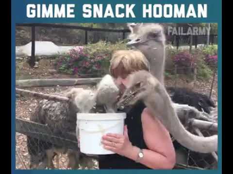 Thieving animals - YouTube