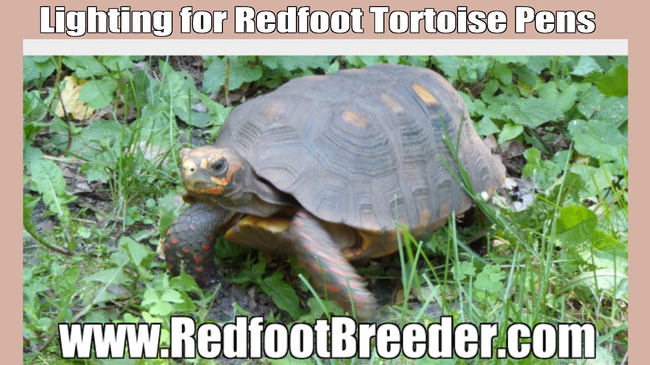 Lighting for Your Indoor Redfoot Tortoise Pen - YouTube
